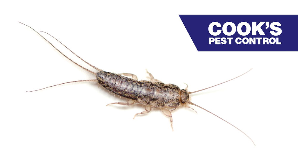 Pest Profile: Silverfish