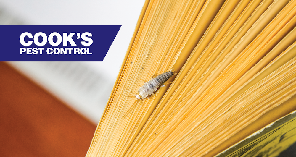 A Bookworm’s Nightmare: Book Infesting Insects