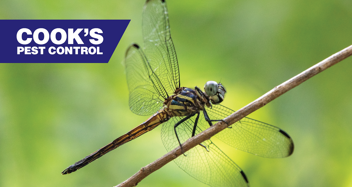 Pest Profile: Dragonflies