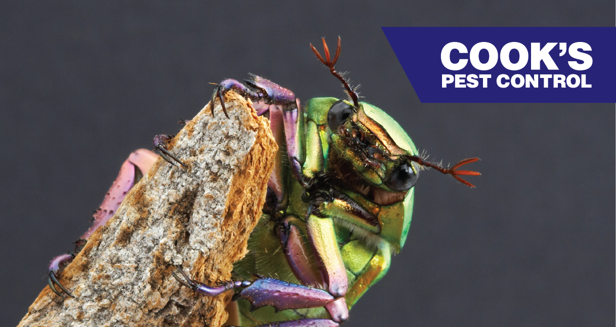 Pest Profile: Rainbow Scarabs