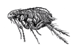 Fleas | Cook's Pest Control