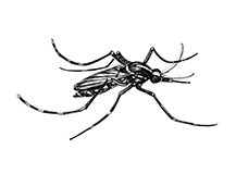 How to Identify Asian Tiger Mosquitos | Cook's Pest Control