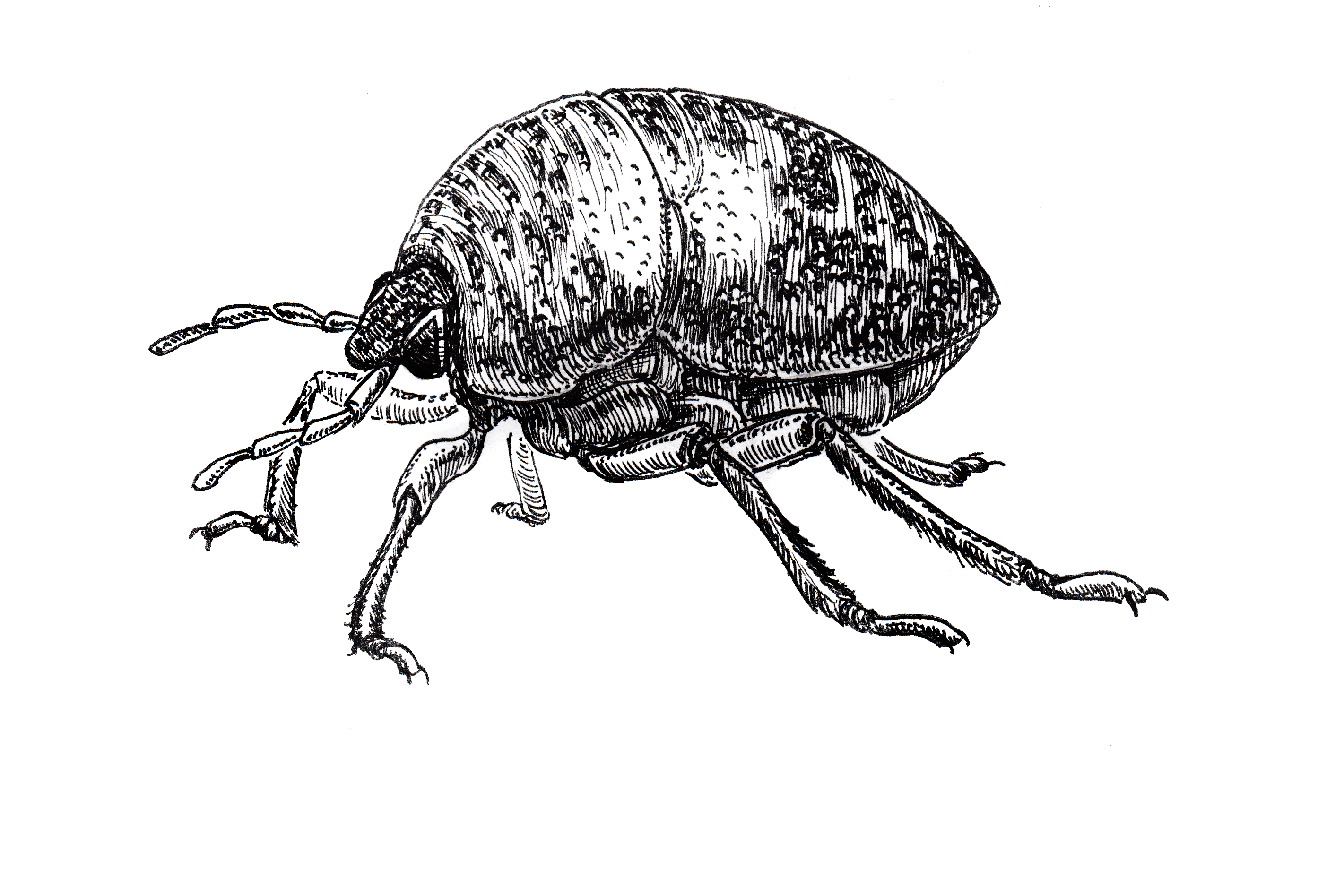 Kudzu Bug | Cook's Pest Control