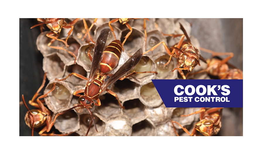 Pest Profile: Red Paper Wasp
