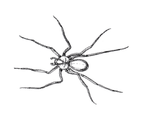 Brown Recluse | Cook's Pest Control