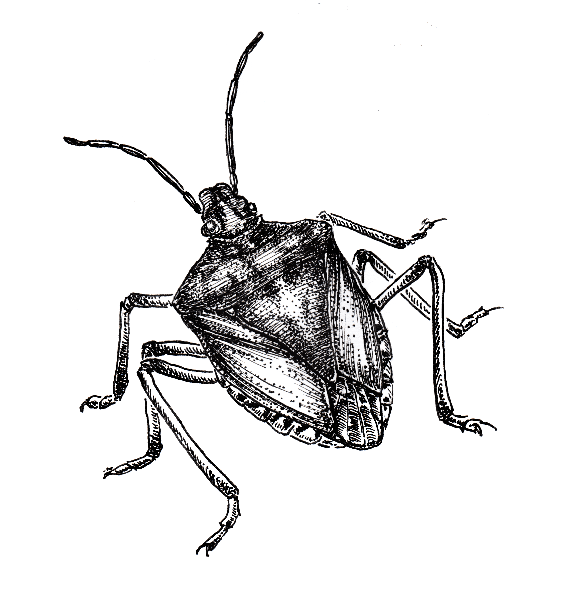 Brown Marmorated Stink Bug | Cook's Pest Control