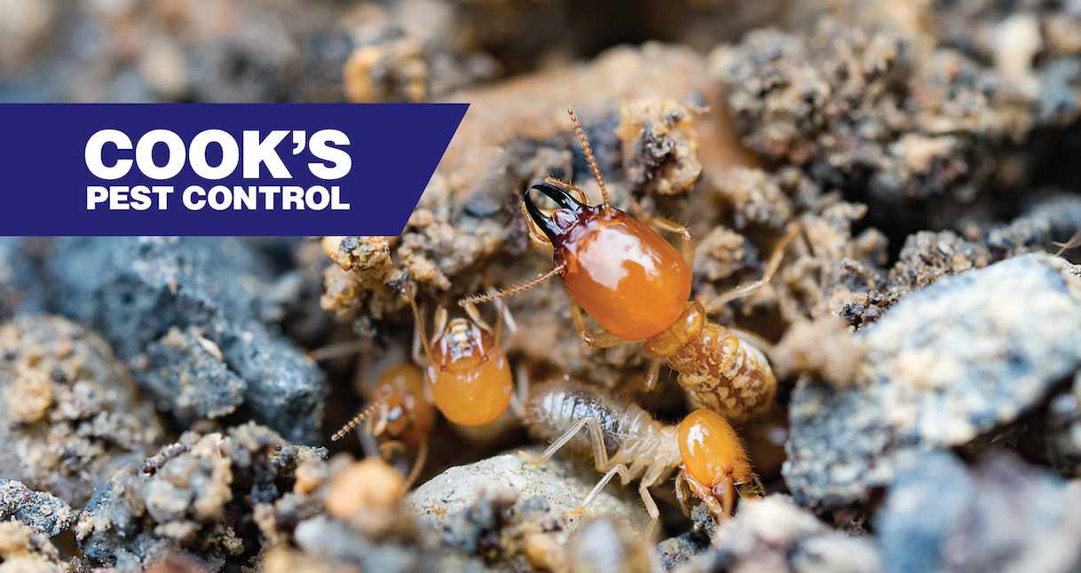 Pest Profile: Formosan Termite