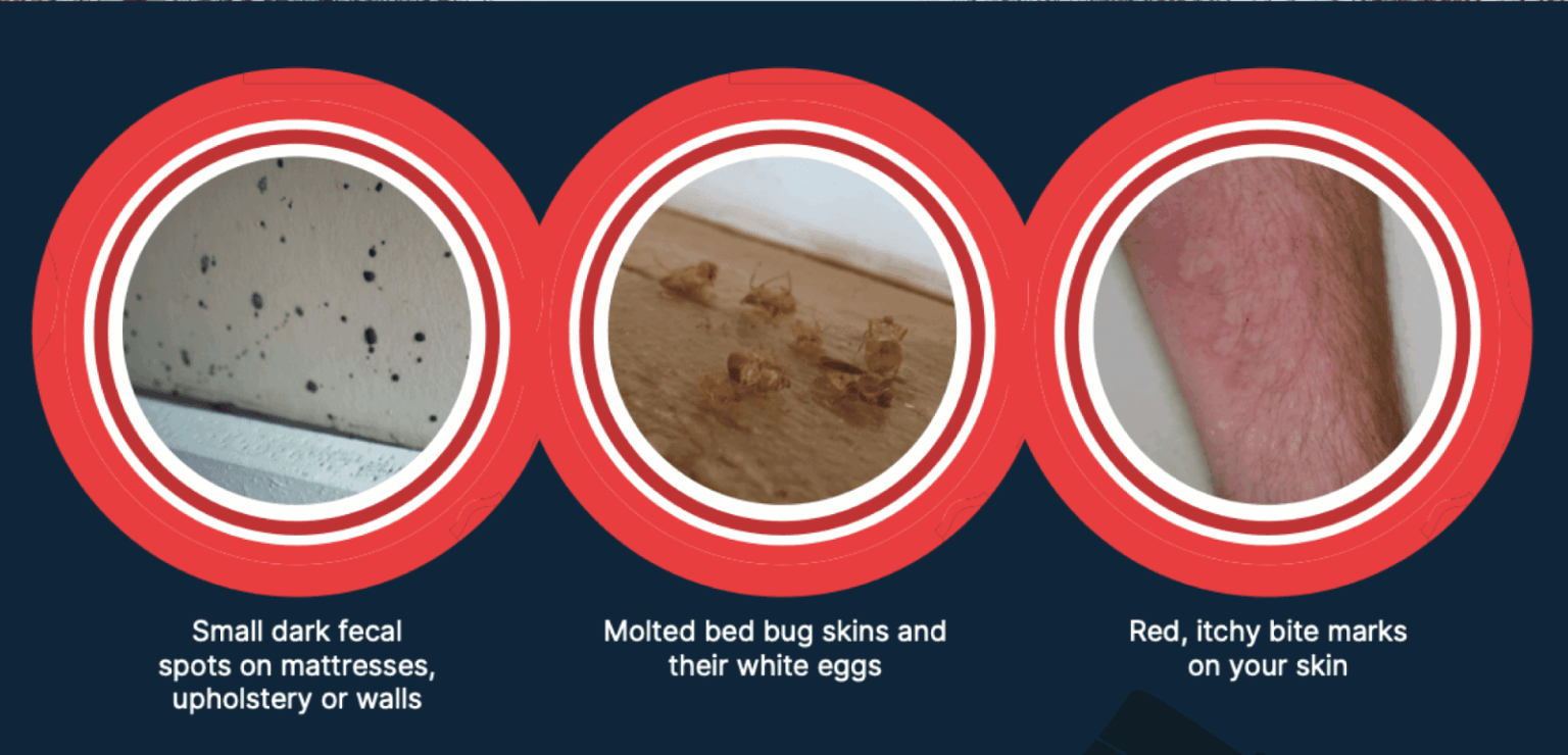 Cook's Pest Control | Pest, Mosquito, and Termite Control